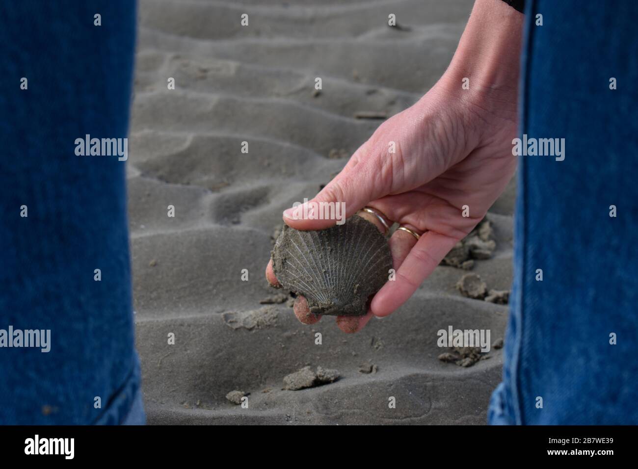Close up on a hand of a woman collecting shells on the sand of a beach ...
