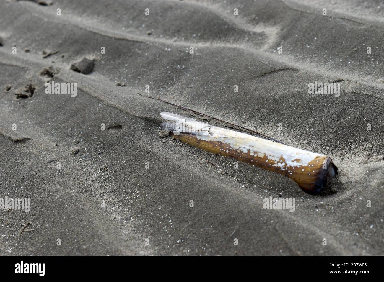 Razor clam shell on a sandy beach in Ireland background Stock Photo - Alamy