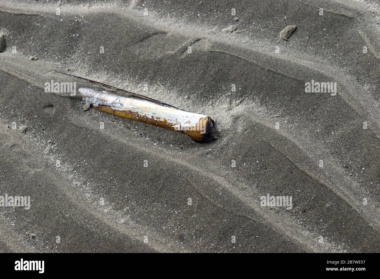 Razor clam shell on a sandy beach in Ireland background Stock Photo - Alamy