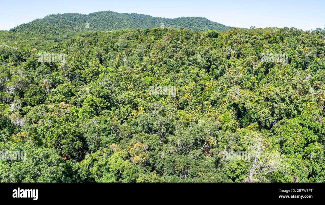 Tropical jungle green trees hills thick density vegetation rural ...