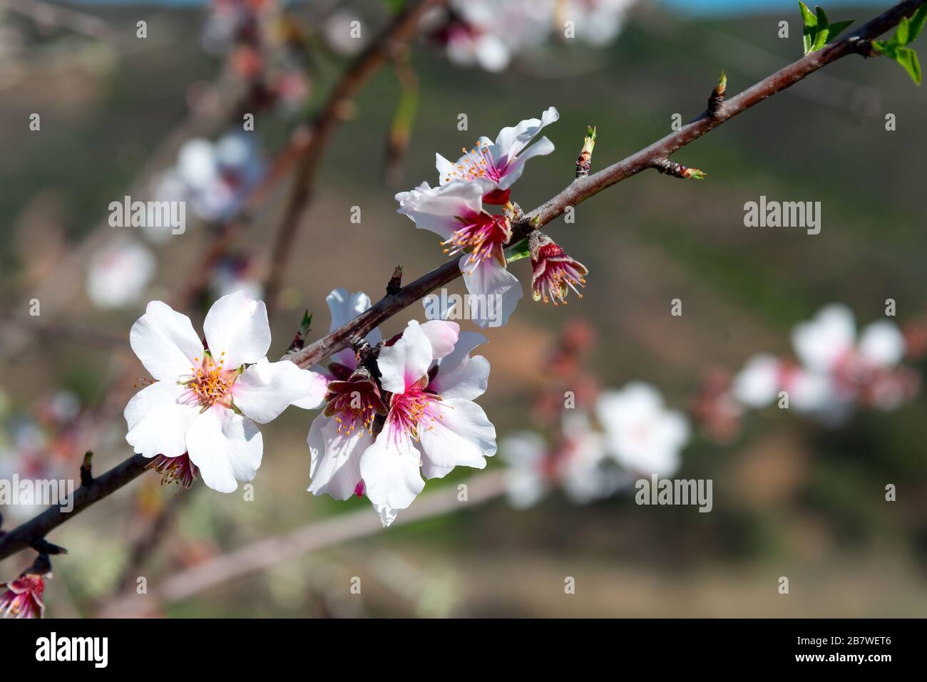 Almond blossom algarve hi-res stock photography and images - Alamy