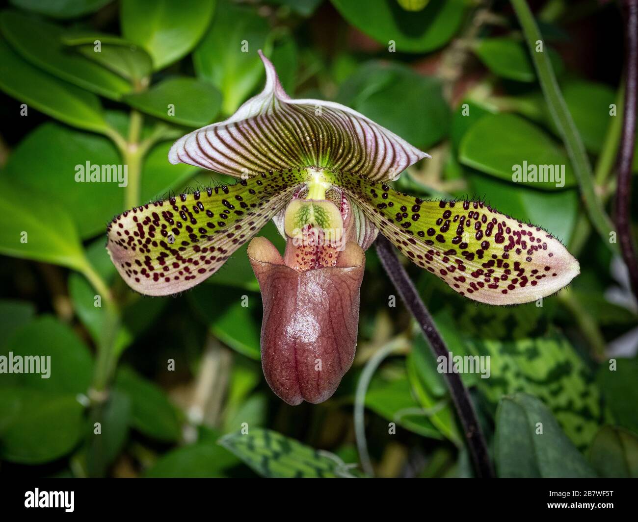 Single detailed hi-res stock photography and images - Alamy
