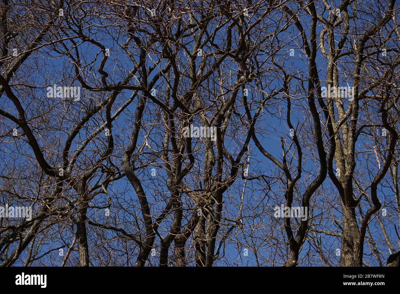 Blue sky through trees hi-res stock photography and images - Alamy