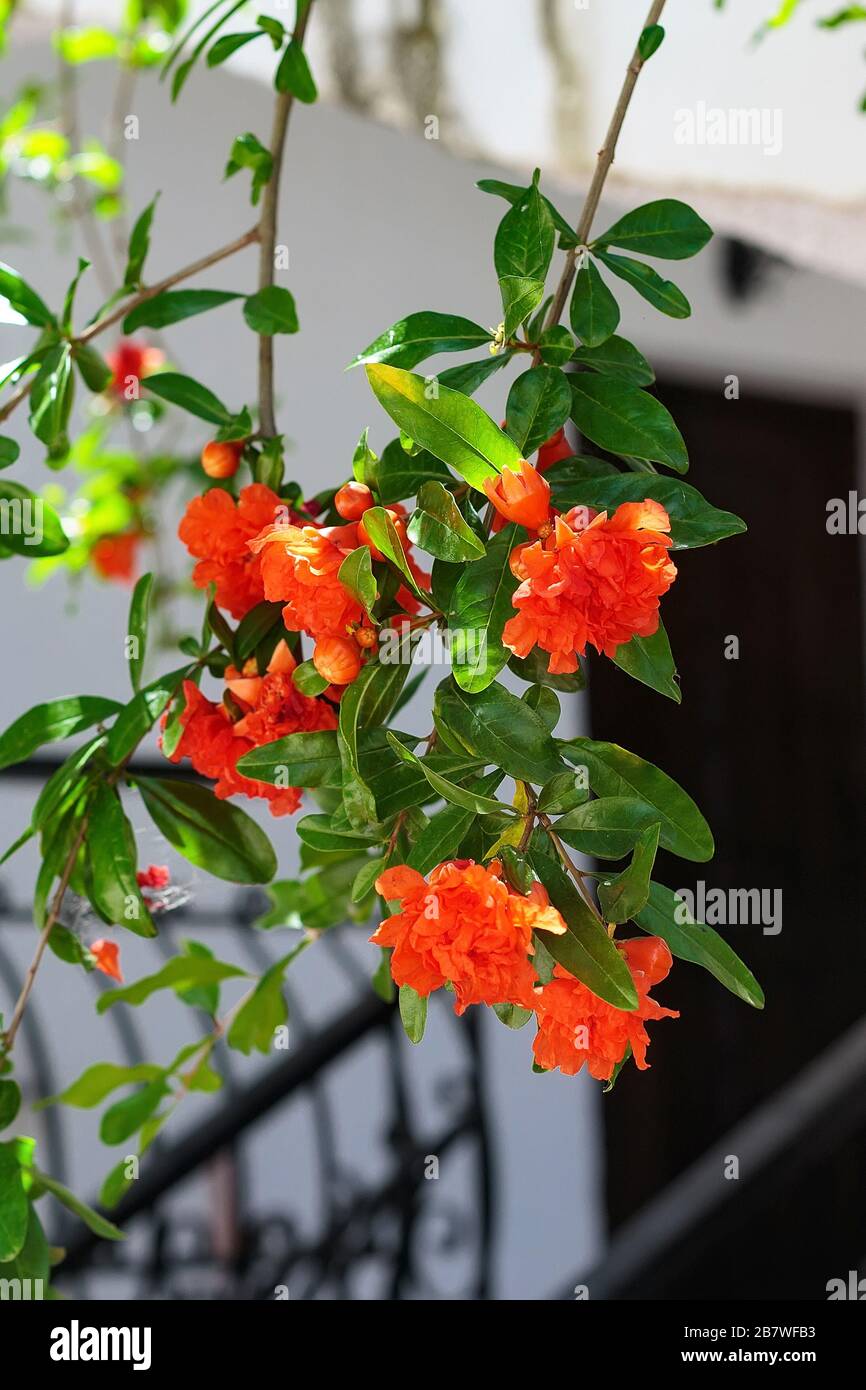 Pomegranate flower tree hi-res stock photography and images - Alamy