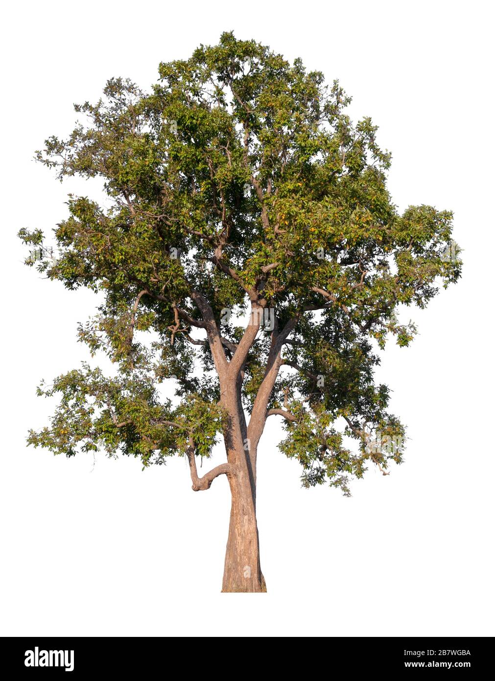 isolated tree on white background with clipping path Stock Photo - Alamy