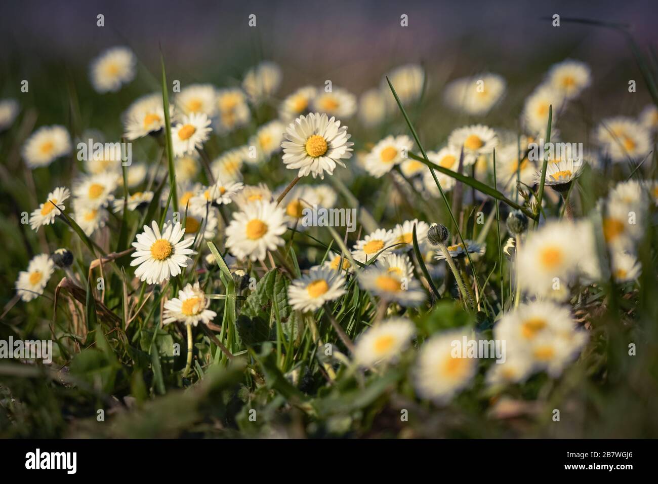New daisies hi-res stock photography and images - Alamy