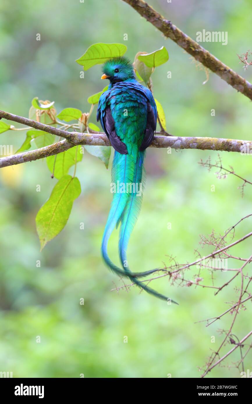 Blue Quetzal Bird