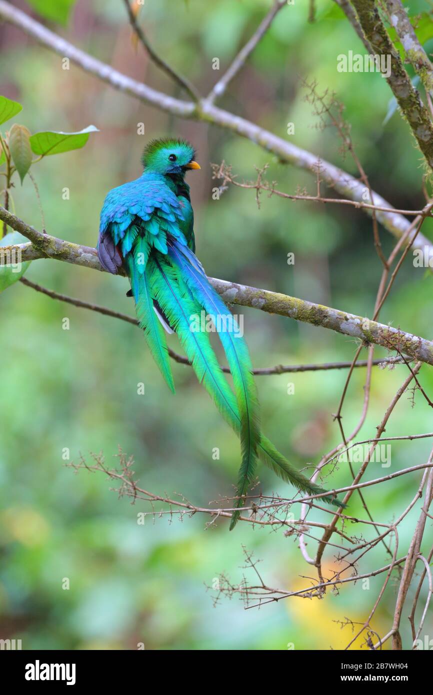 Resplendent Quetzal Blue
