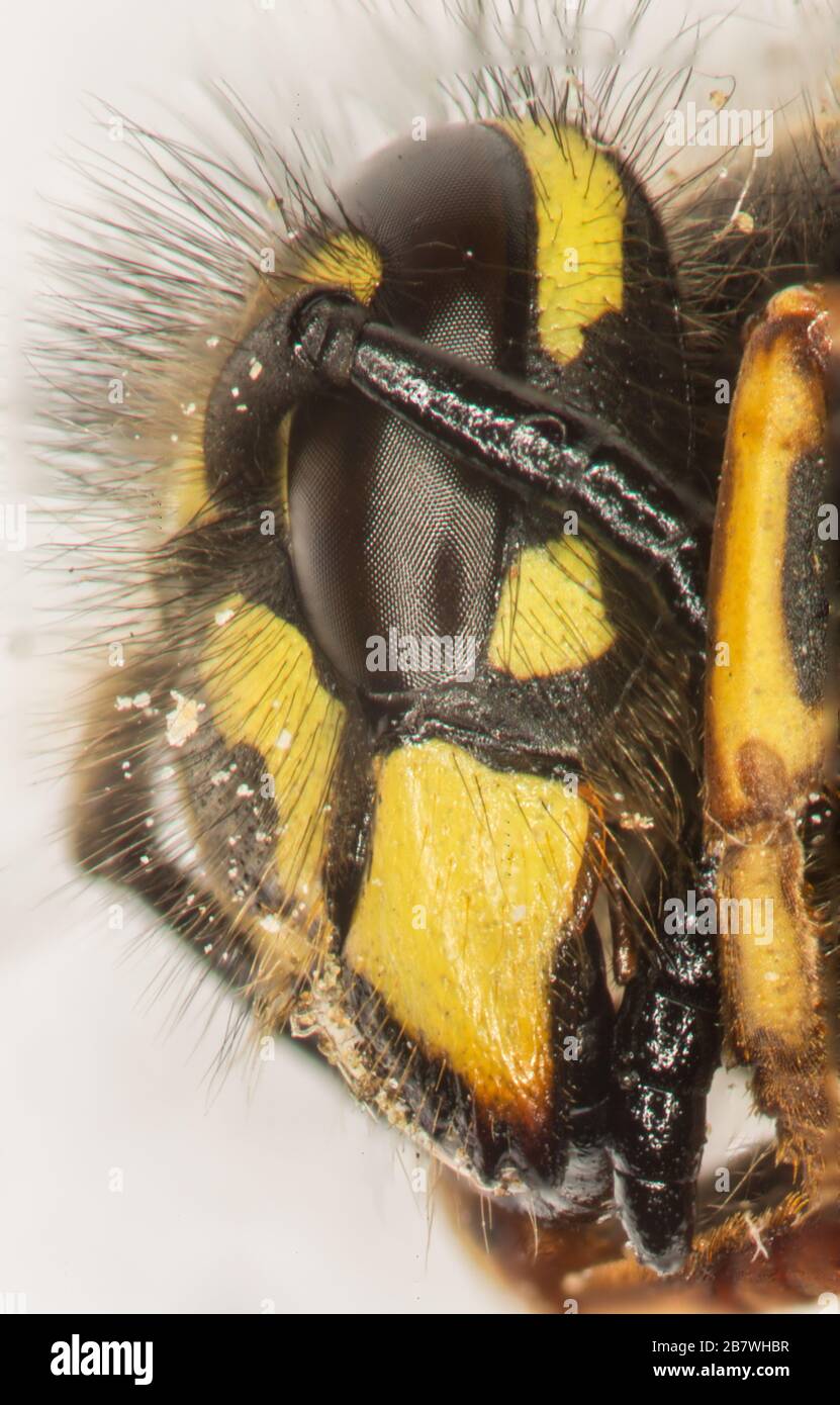 Head with antennae and compound eyes of a wasp Stock Photo - Alamy