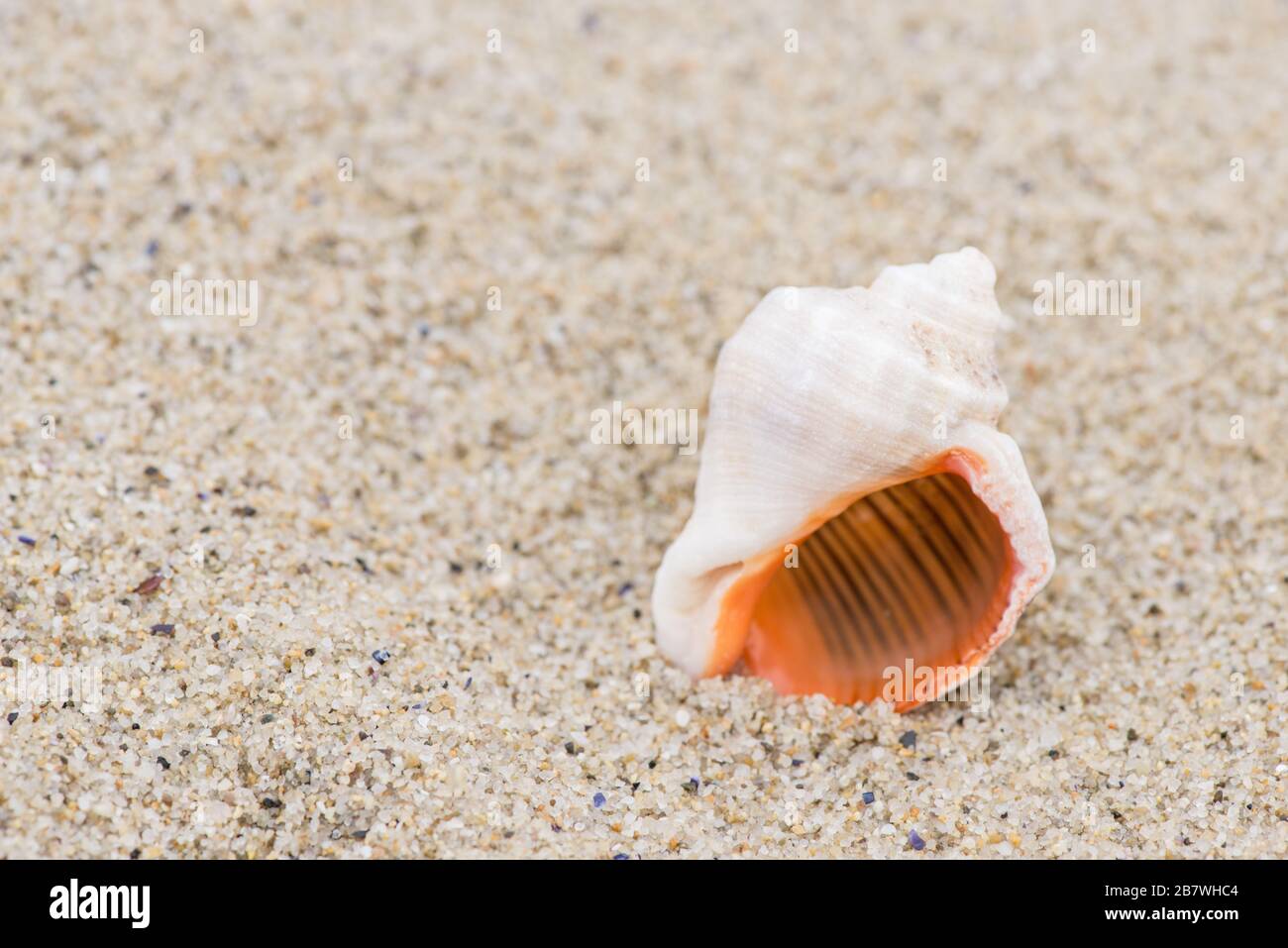 Shell on the beach Stock Photo - Alamy