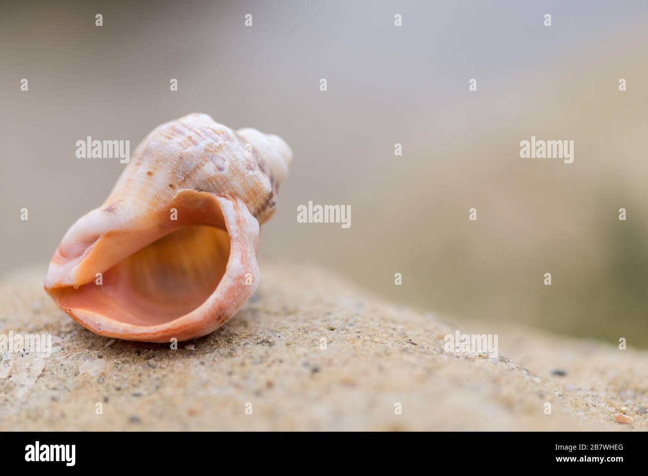 Shell on the beach Stock Photo - Alamy