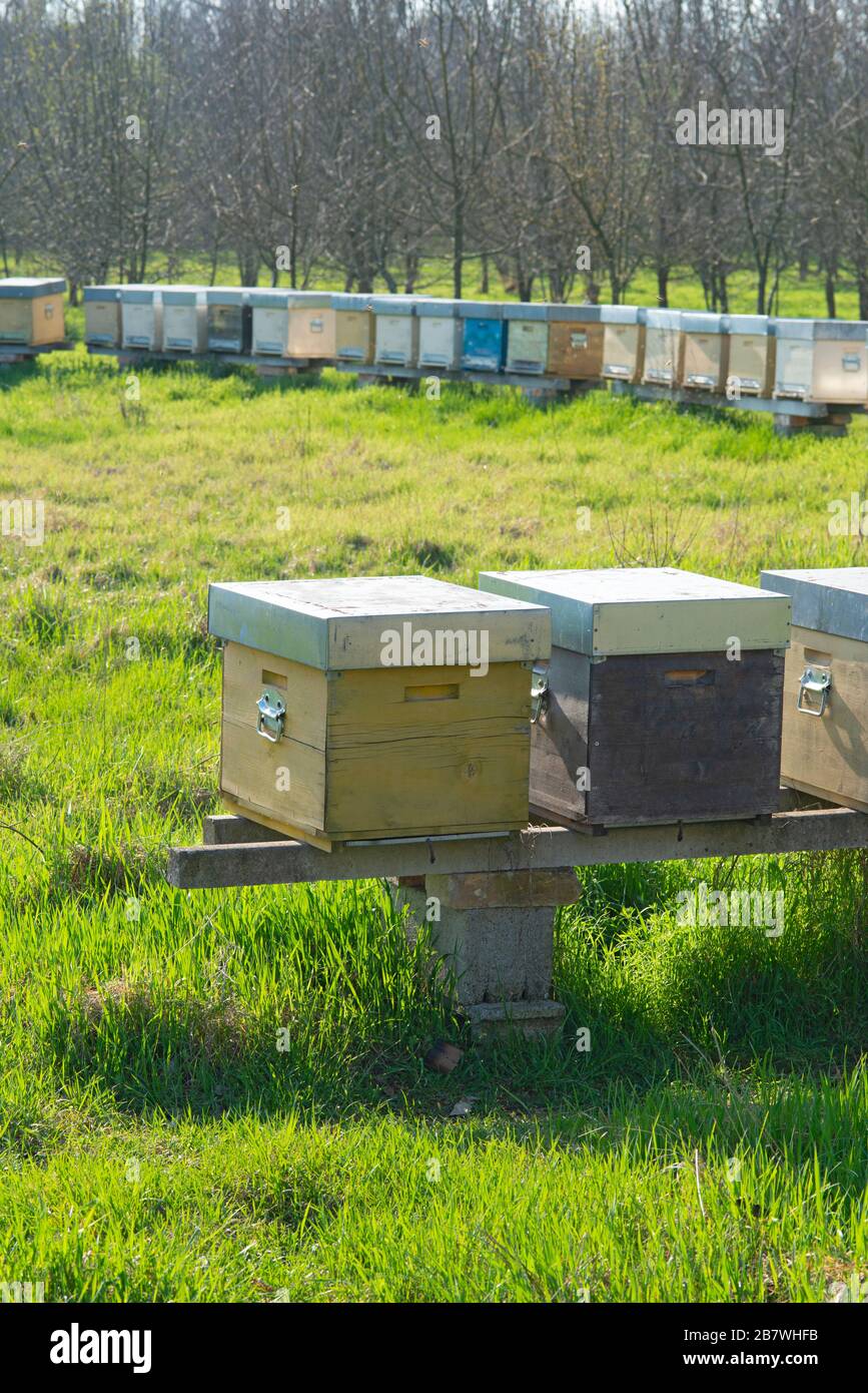 Honey bee hives italy hi-res stock photography and images - Alamy