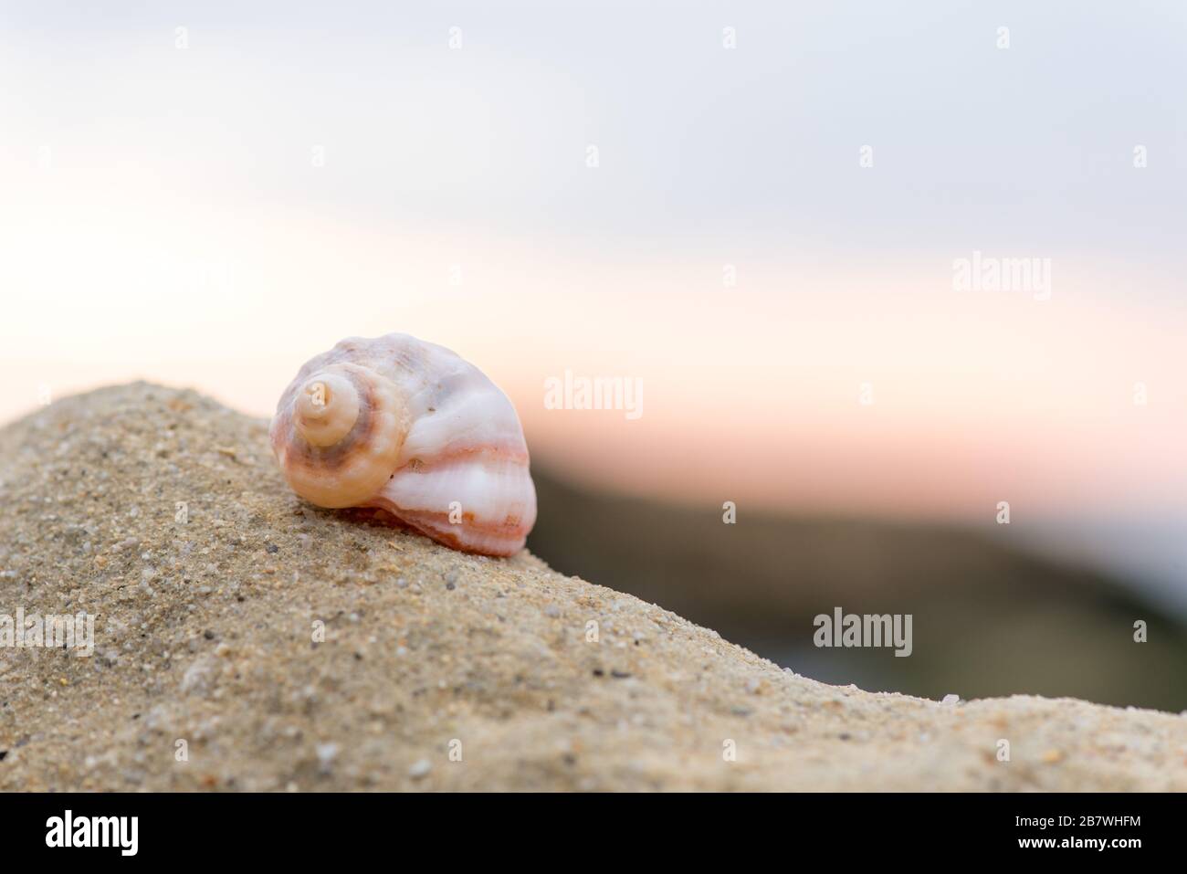 Shell on the beach Stock Photo - Alamy