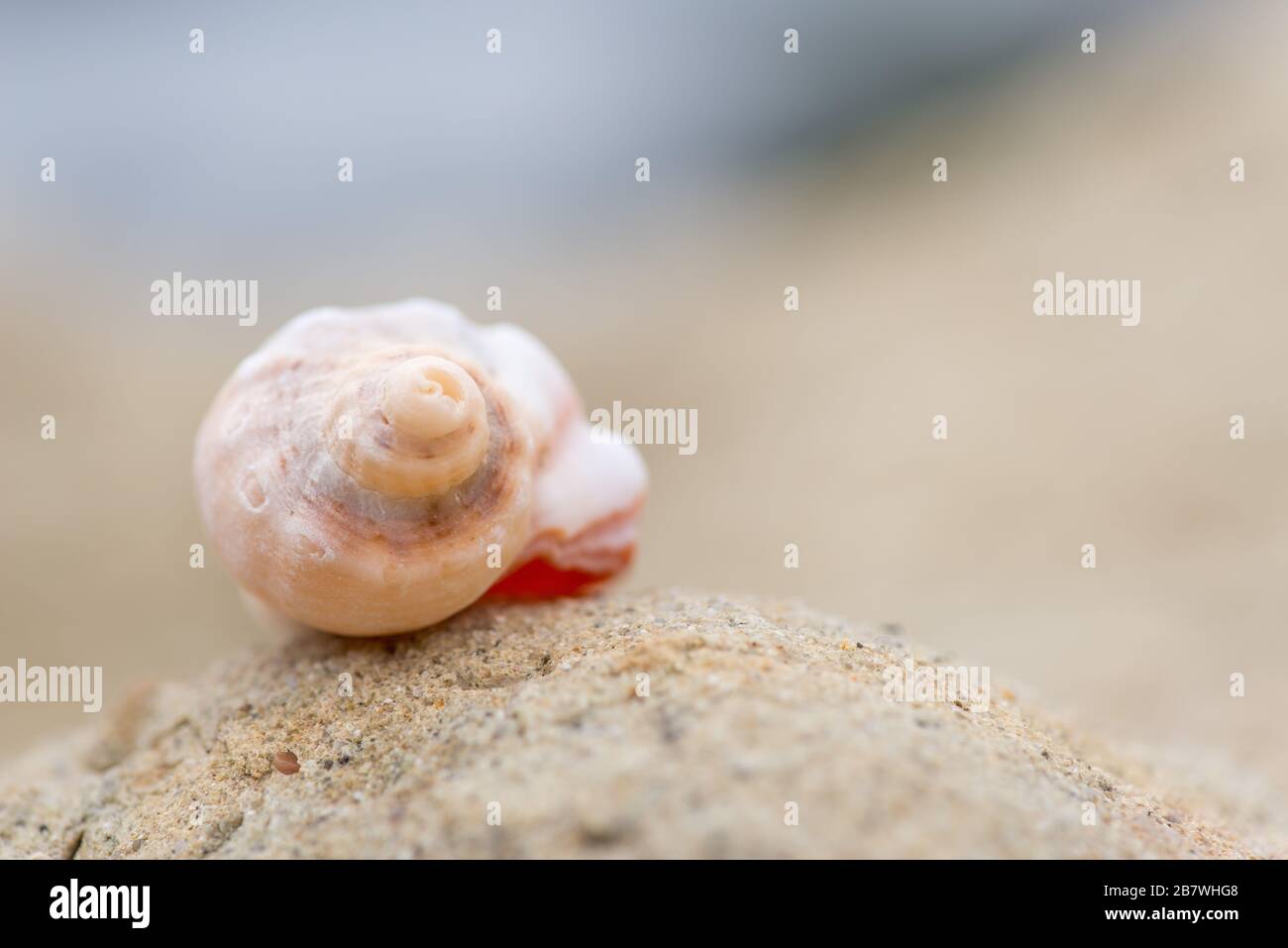 Shell on the beach Stock Photo - Alamy