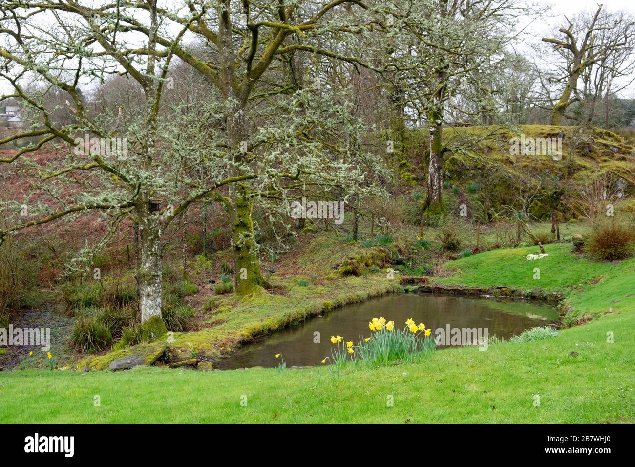 Garden pond pool in March 2020 in early spring landscape with clump of ...