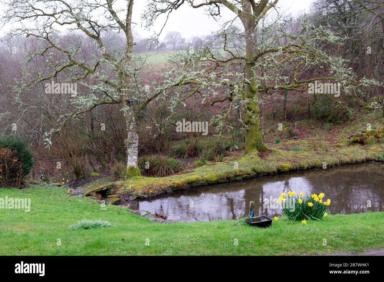 Garden pond pool in March 2020 in early spring landscape with clump of ...
