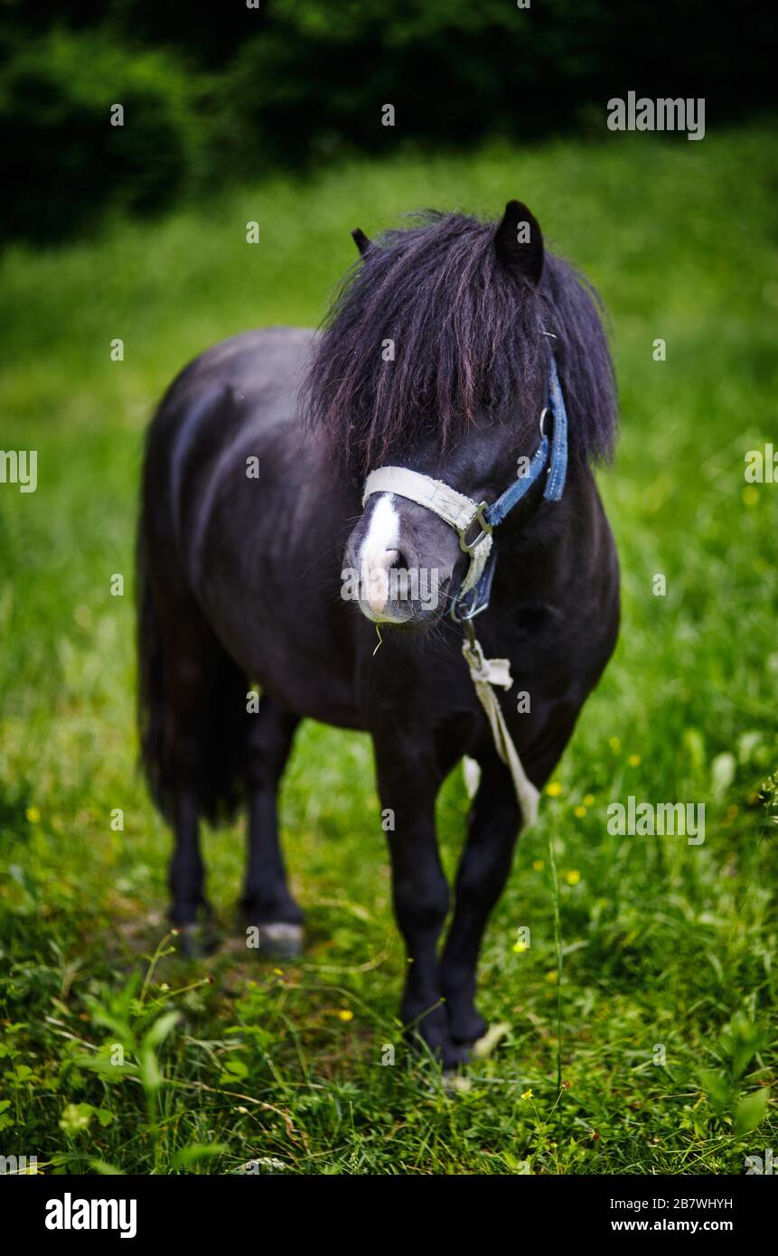 Shetland Pony Mane High Resolution Stock Photography and Images - Alamy