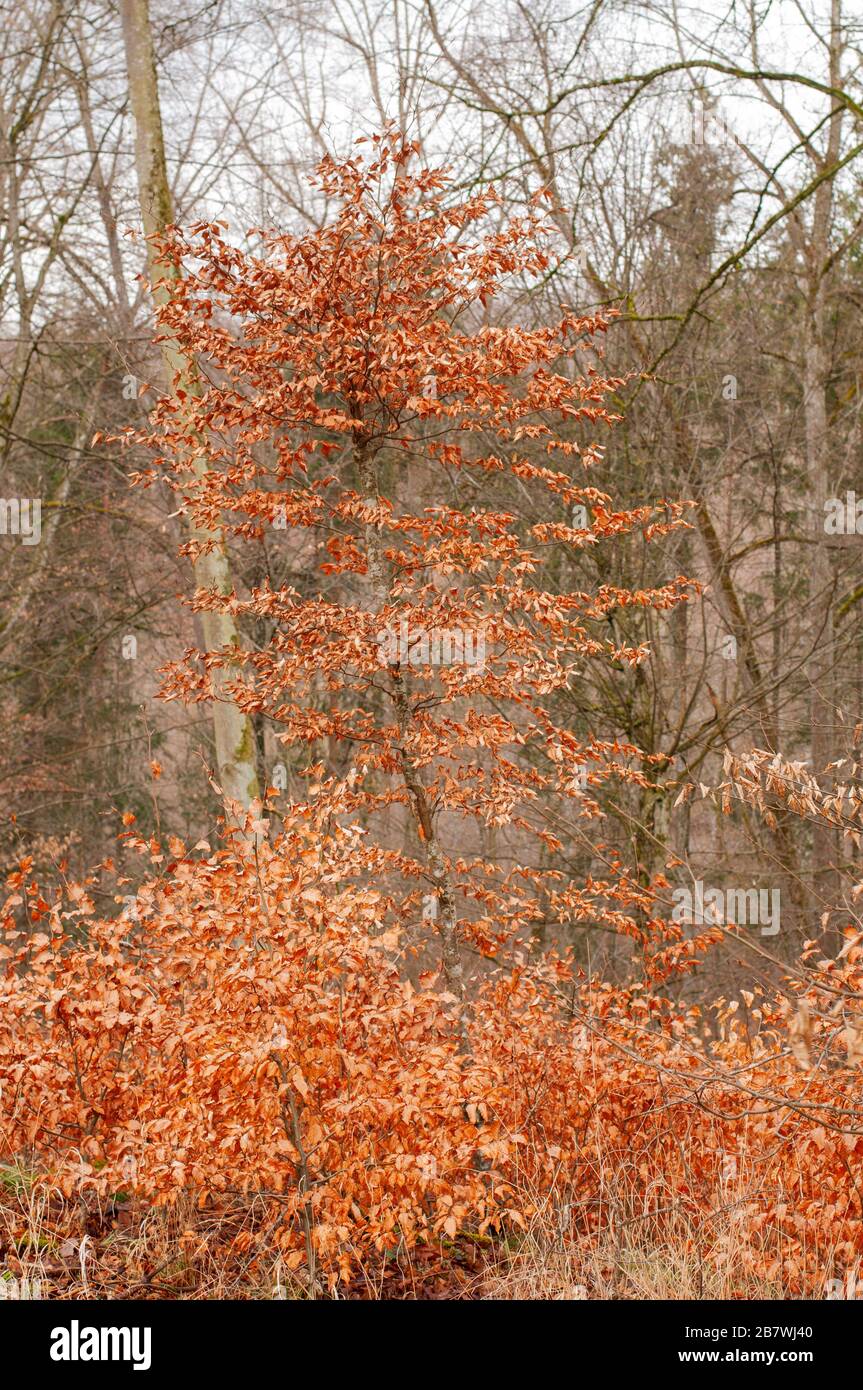 Young beech tree wood in winter hi-res stock photography and images - Alamy