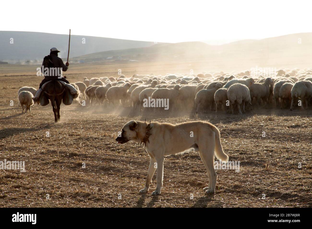 grazing sheep, shepherd and sheepdog Stock Photo - Alamy