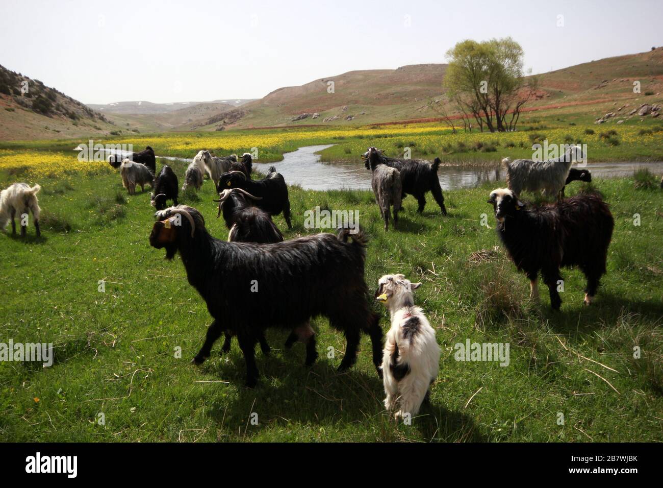 Turkish hair goat hi-res stock photography and images - Alamy