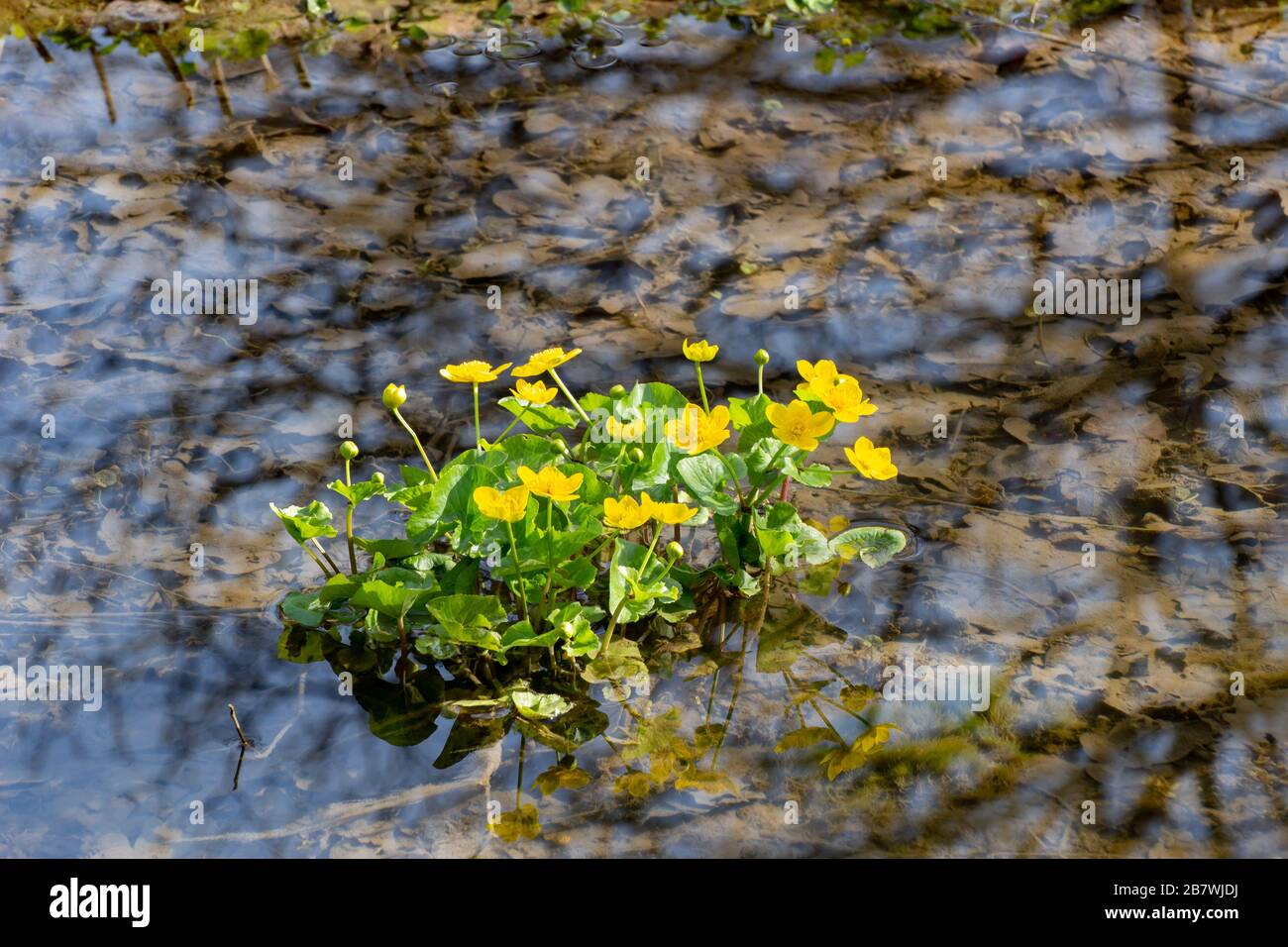 Marsh marigold with yellow flowers growing in the water reflecting ...