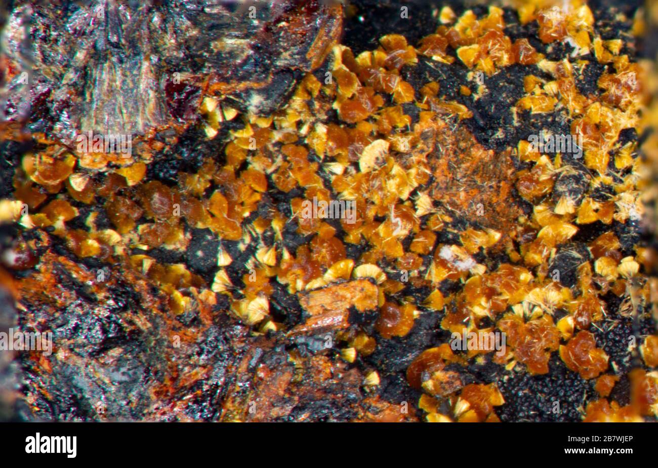 Eleonorite and Kakoxen minerals Stock Photo - Alamy