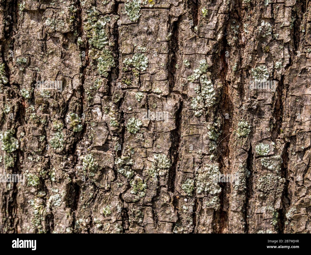 Bark tree texture background Stock Photo - Alamy