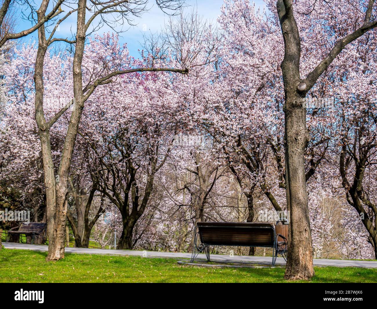 Bench between trees in a park. Single bench surrounded by cherry ...