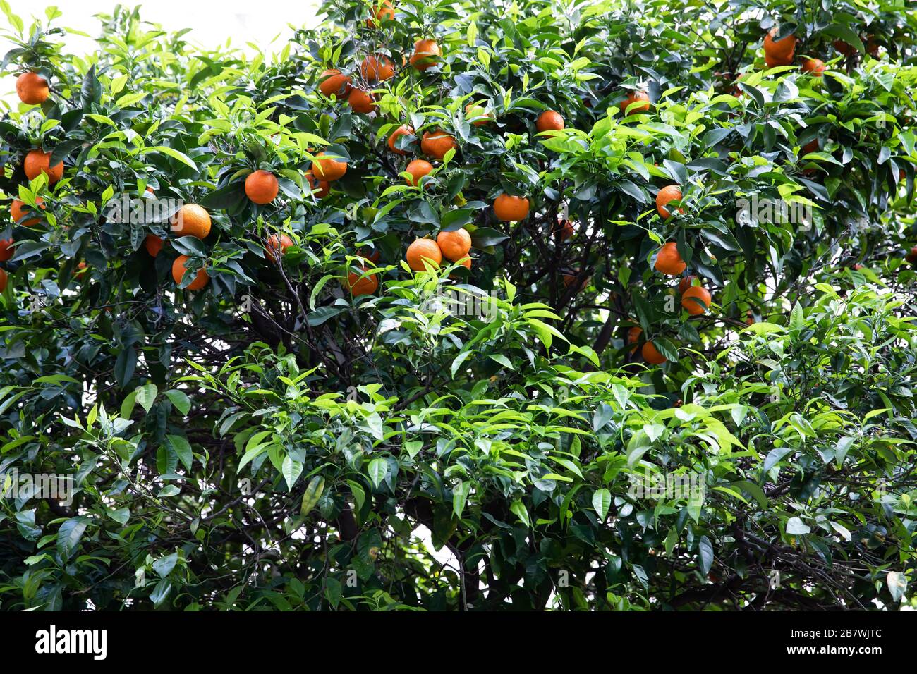 Orange tree growing in street hi-res stock photography and images - Alamy