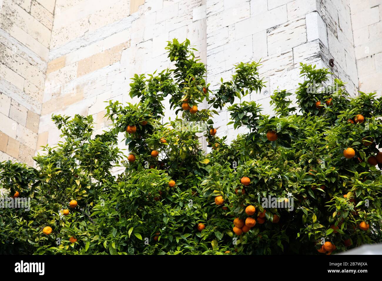 Sunshine ripening oranges hi-res stock photography and images - Alamy