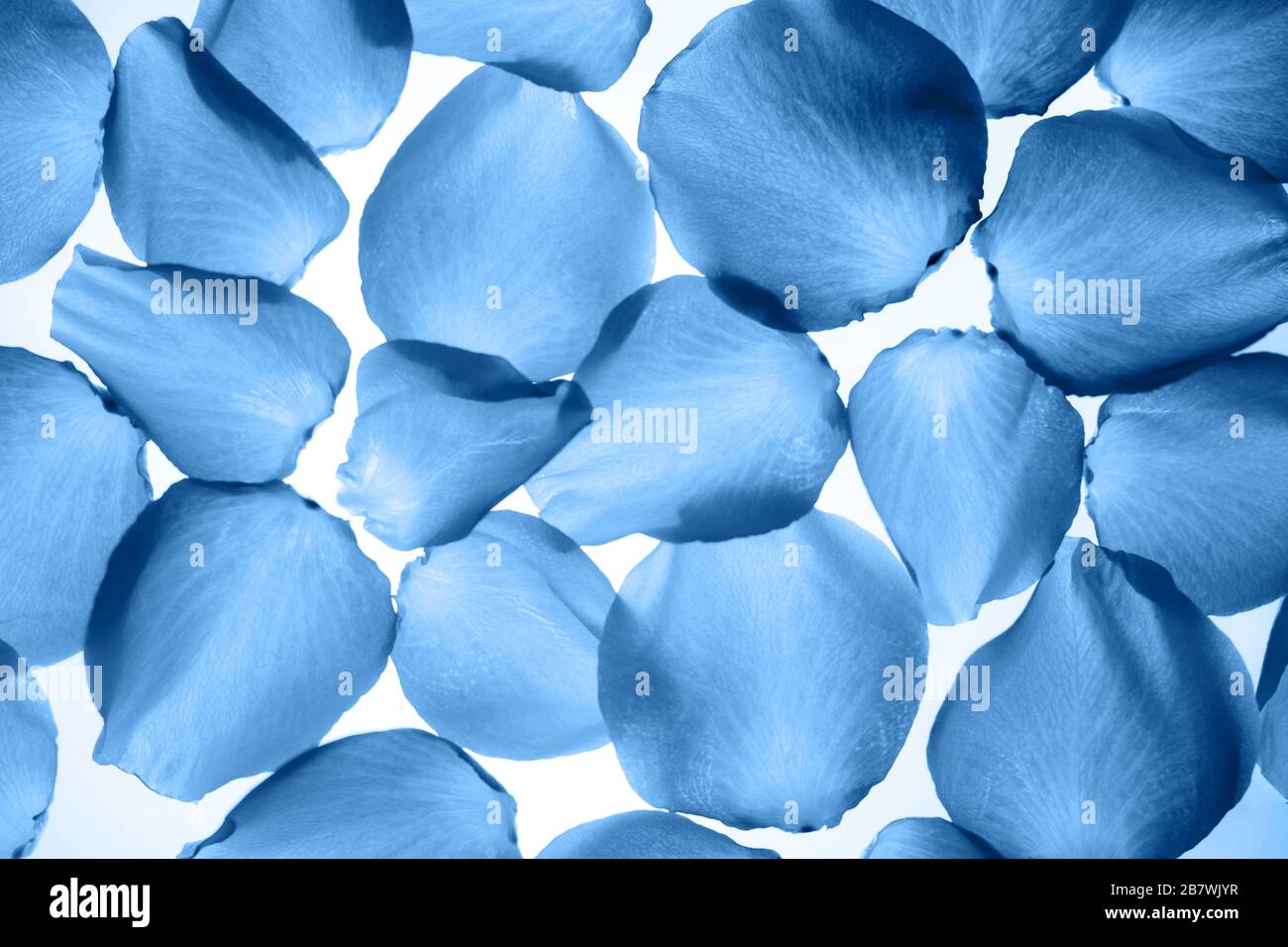 Blue Rose Petals Background