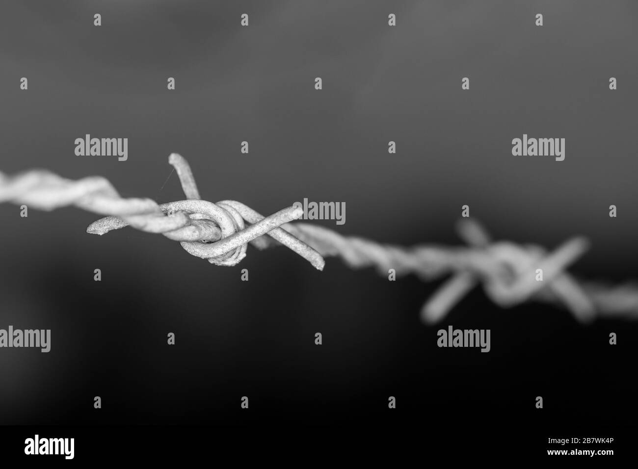 Barb wire fence line close up in monochrome Stock Photo - Alamy