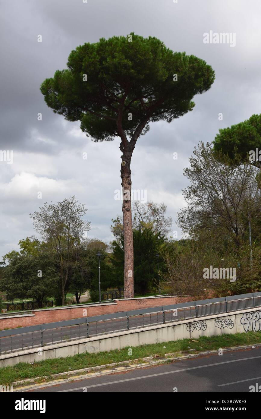 Italian Trees in the Villa Borghese Park in Rome Stock Photo - Alamy