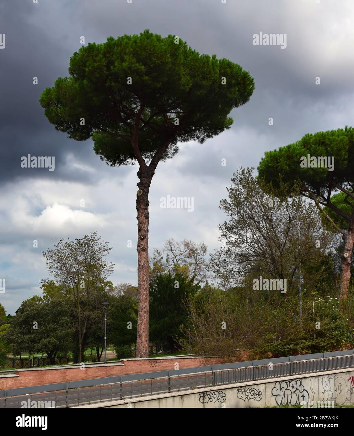 Italian Trees in the Villa Borghese Park in Rome Stock Photo - Alamy