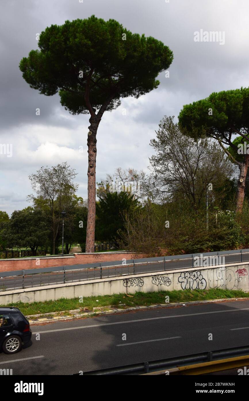 Italian Trees in the Villa Borghese Park in Rome Stock Photo - Alamy