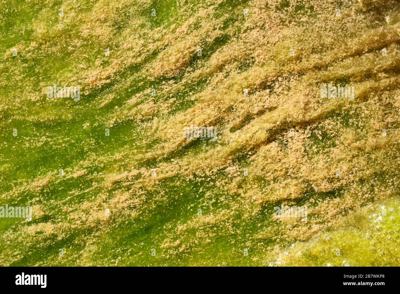 Green and yellow colors. Polluted water with algae Stock Photo - Alamy