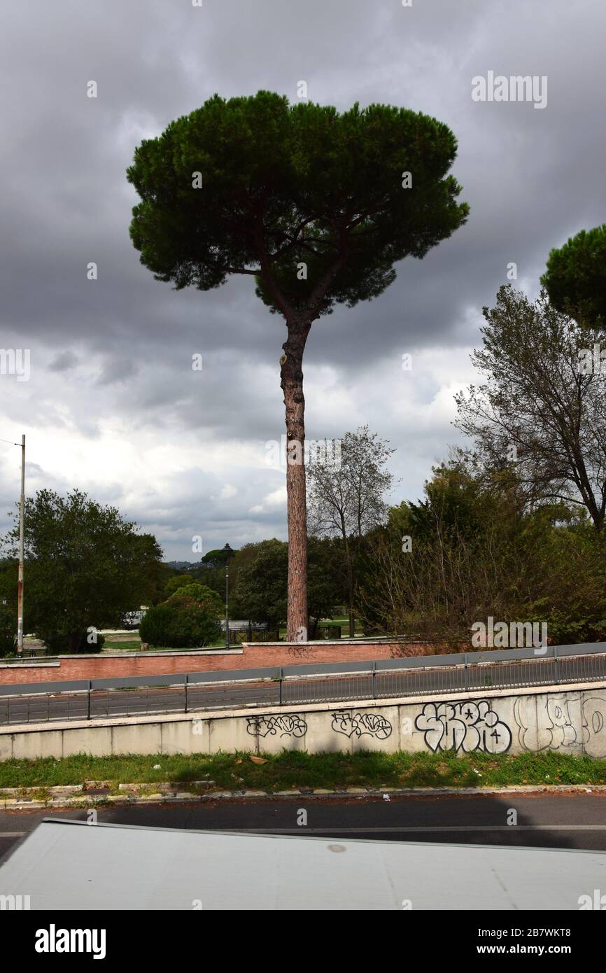 Italian Trees in the Villa Borghese Park in Rome Stock Photo - Alamy
