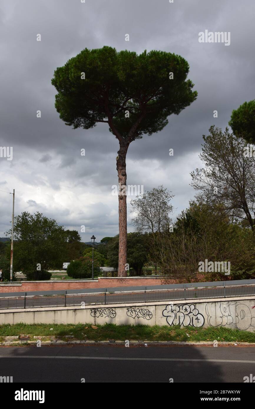 Italian Trees in the Villa Borghese Park in Rome Stock Photo - Alamy