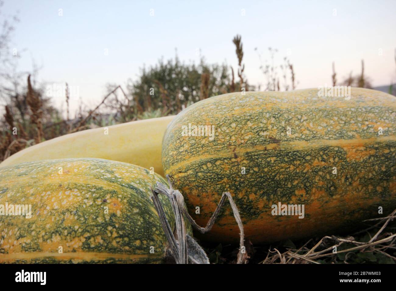 Growing Fresh squash vegetable in garden Stock Photo - Alamy