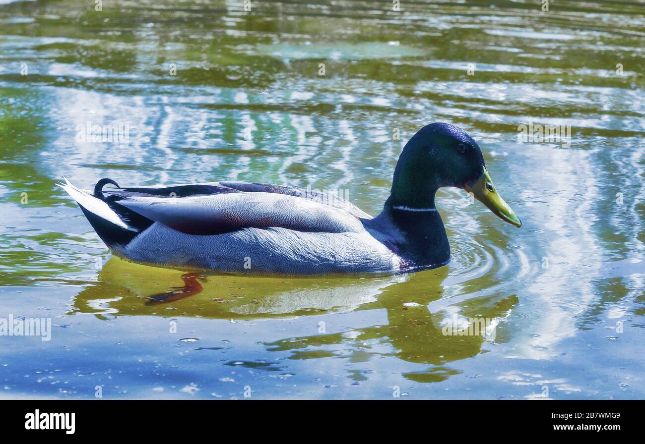 duck on the pond. duck in water of lake Stock Photo - Alamy
