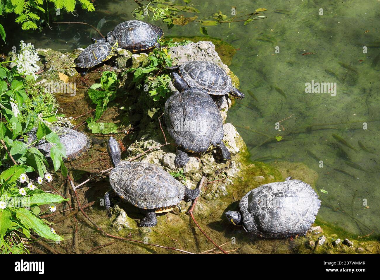 group of turtles in a city park near the water Stock Photo - Alamy