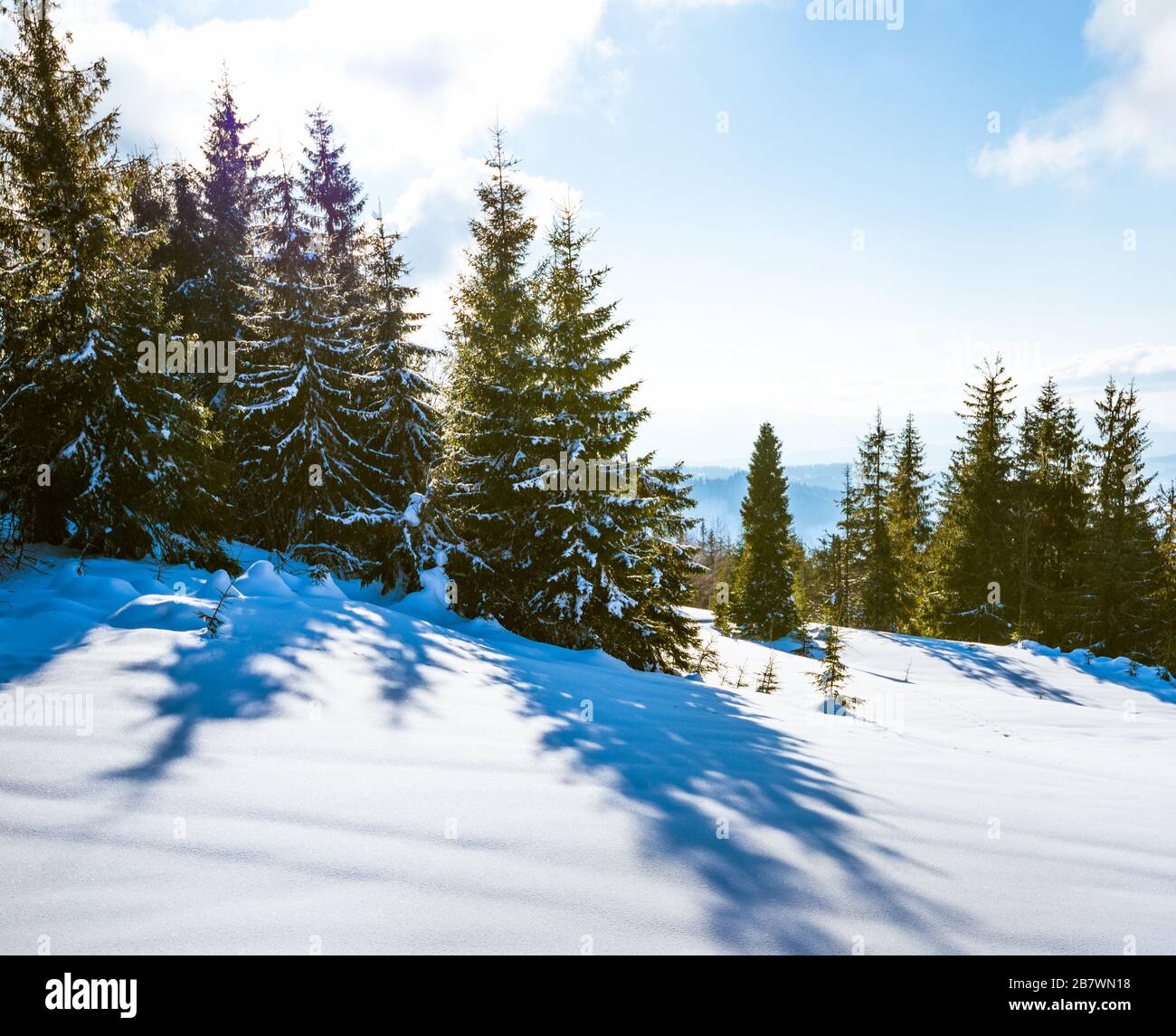 Mesmerizing positive landscape of tall slender fir trees growing on ...