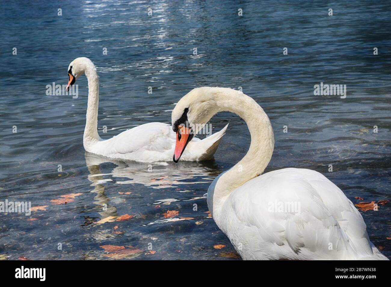 Romantic two swans in water of lake Stock Photo - Alamy
