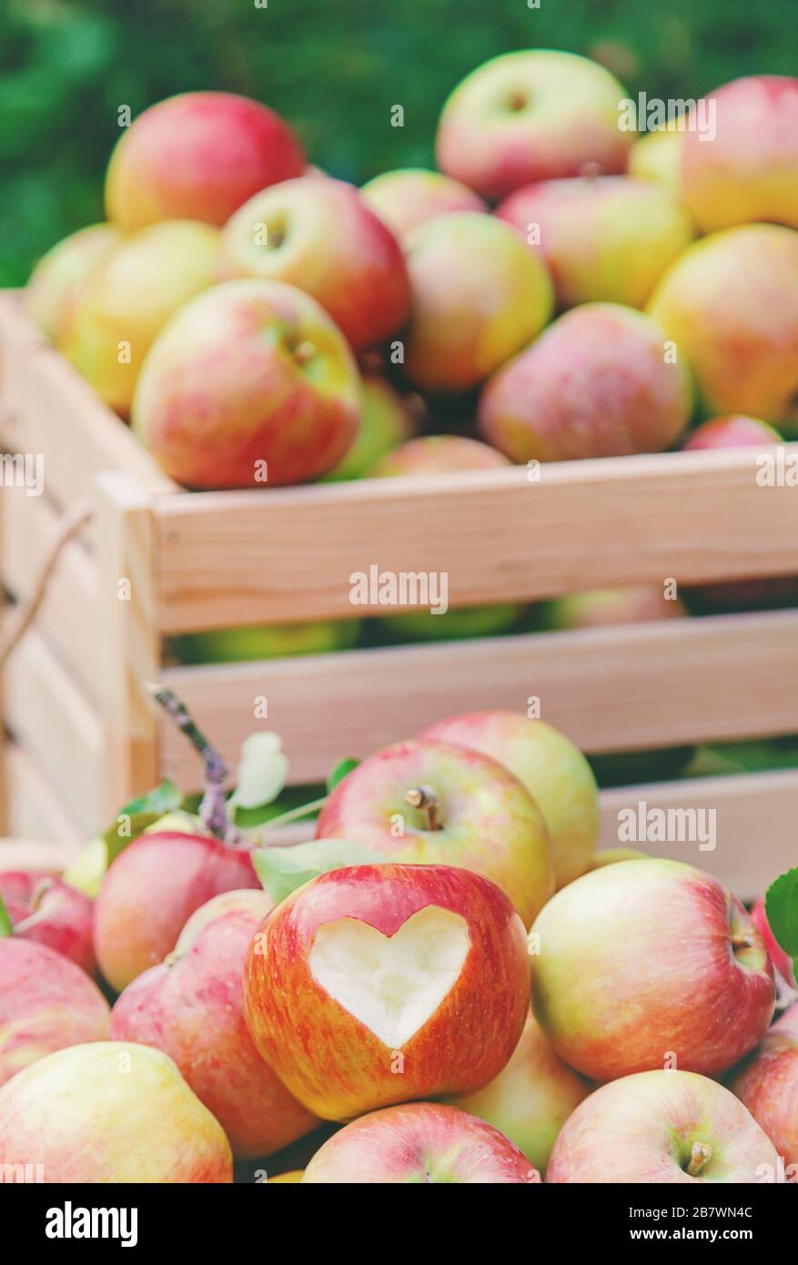 Harvest apples in a box on a tree in the garden. Selective focus ...