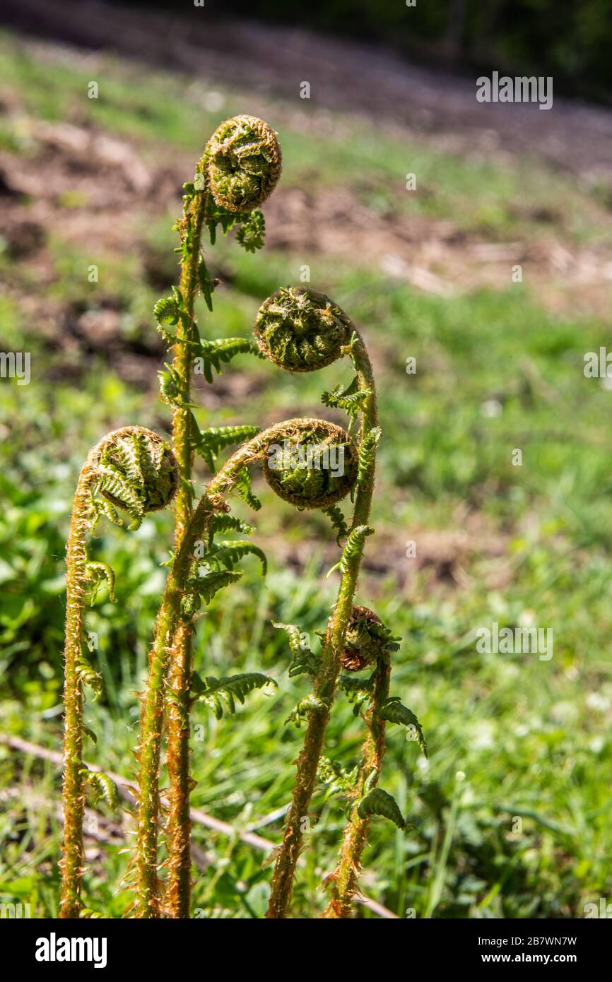 young fern plants with rolled up shoots Stock Photo - Alamy
