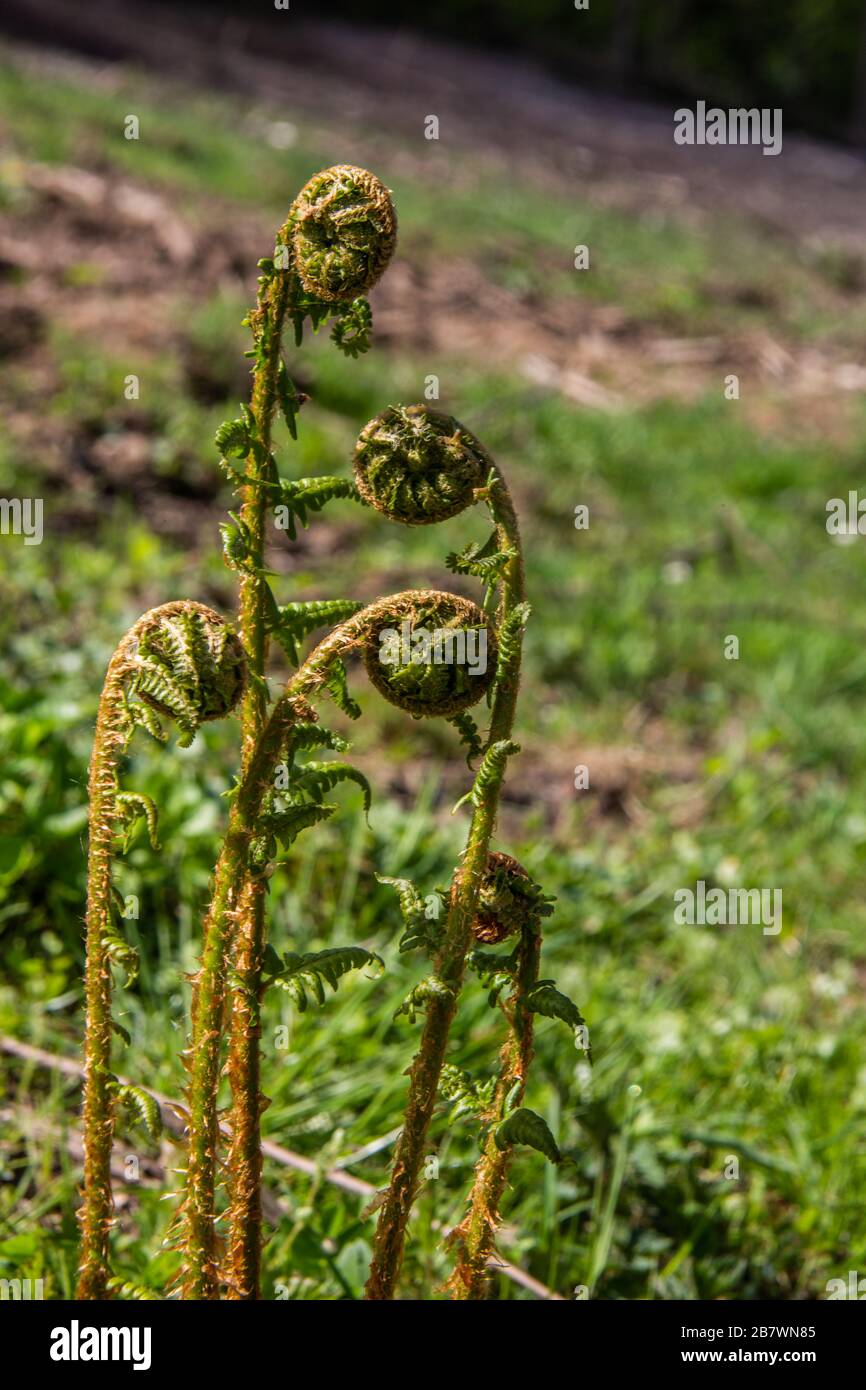 young fern plants with rolled up shoots Stock Photo - Alamy