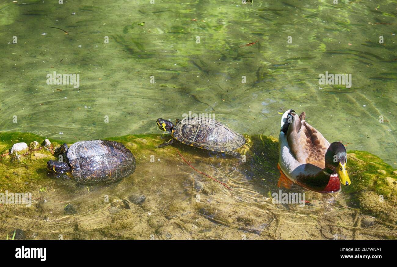 Mallard duck turtles hi-res stock photography and images - Alamy