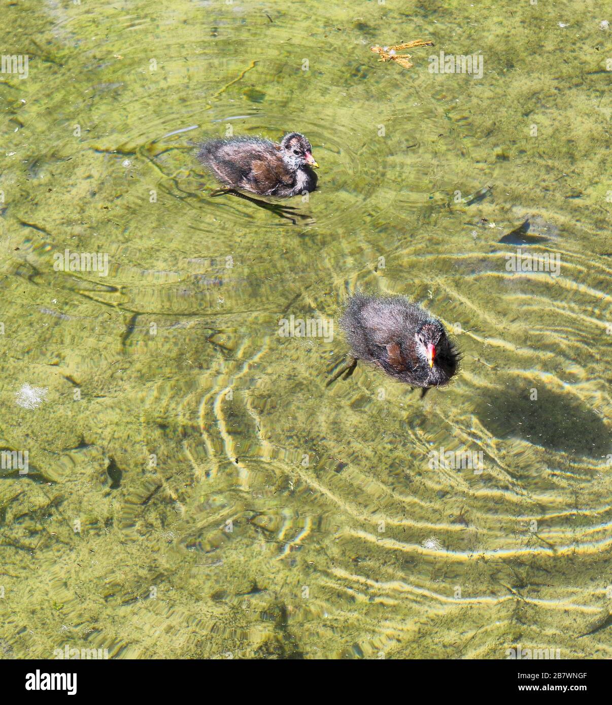 Moorhen babies hi-res stock photography and images - Alamy