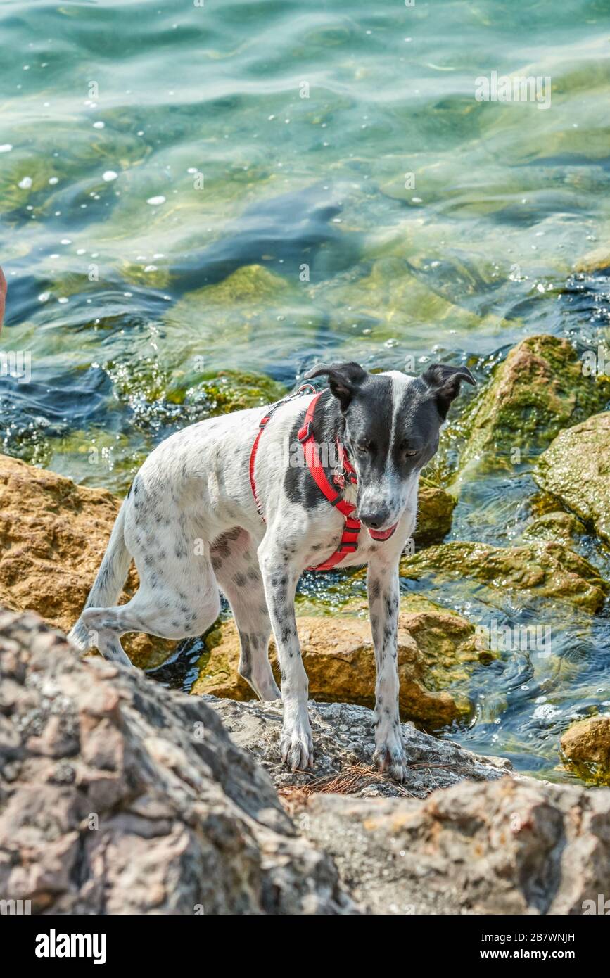 Dog on the edge hi-res stock photography and images - Alamy