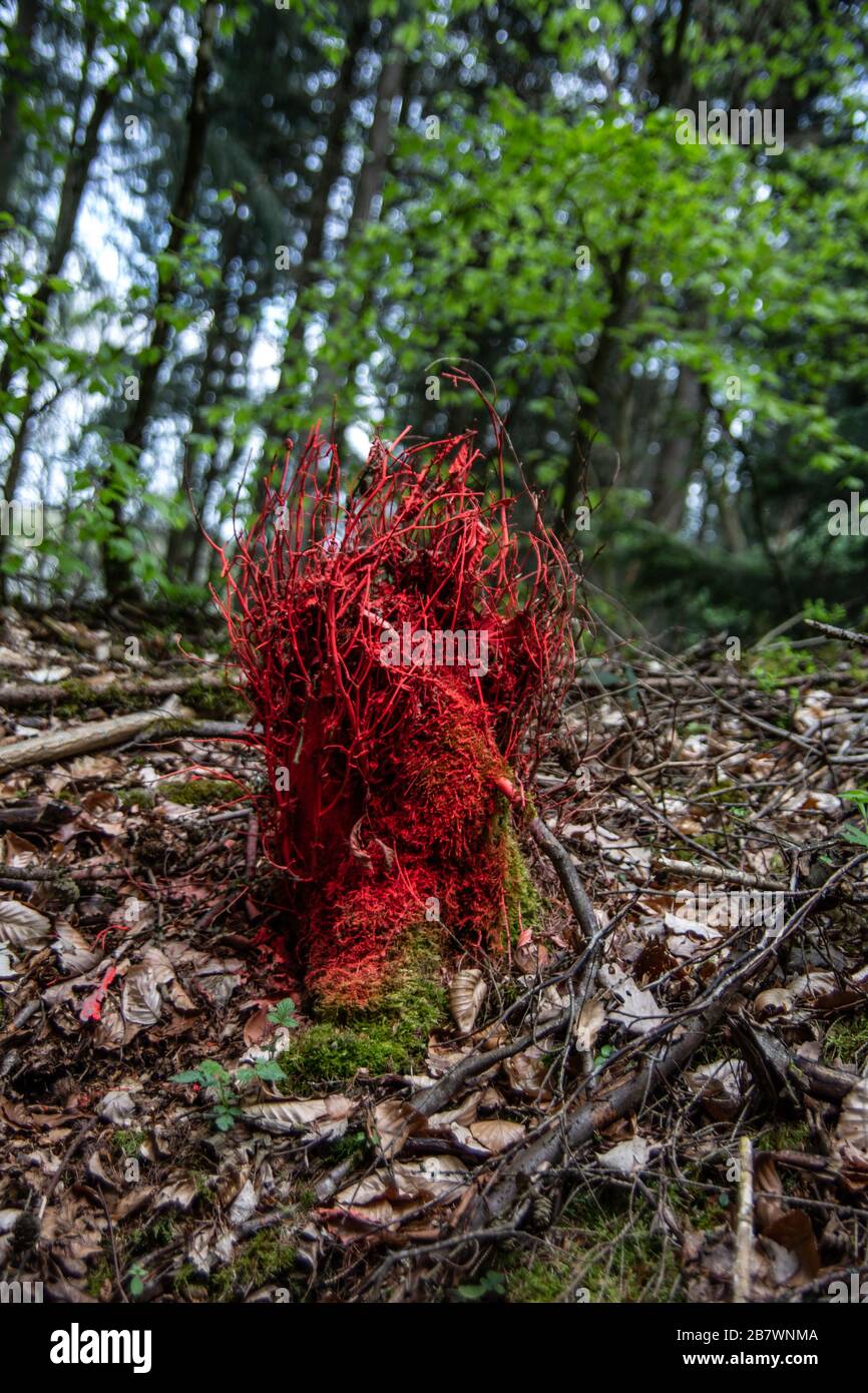bright red color marking in the forest Stock Photo - Alamy